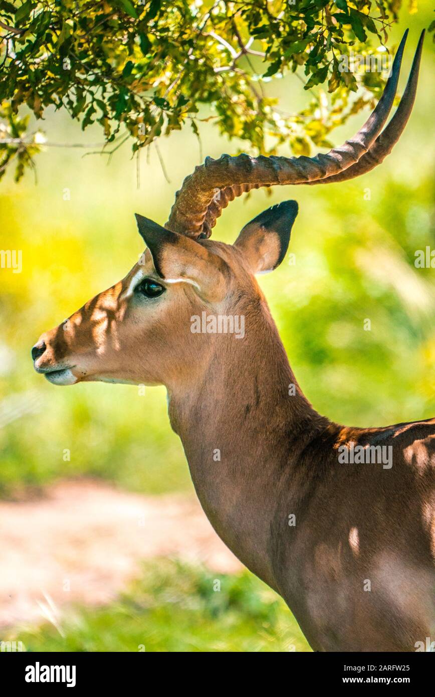 Impala In Environment High Resolution Stock Photography and Images - Alamy