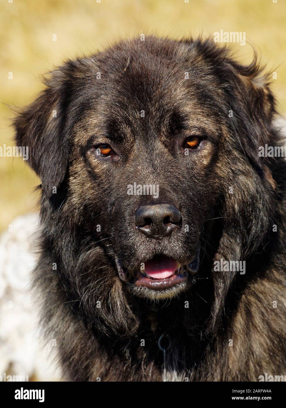 Romanian dog hi-res stock photography and images - Alamy