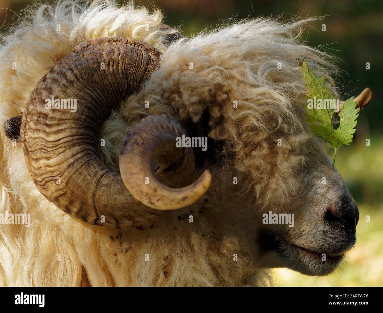 Side profile ram hi-res stock photography and images - Alamy