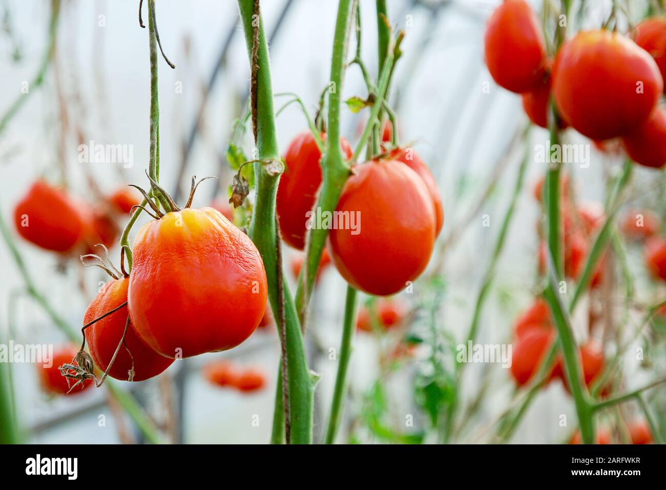 Leafless tomato plants with ripe red tomatoes wrinkled from heat or ...