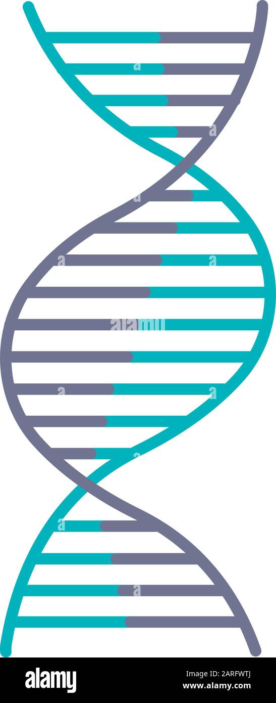 Right-handed DNA helix violet and turquoise color icon. B-DNA ... Right-handed DNA helix violet and turquoise color icon. B-DNA ...