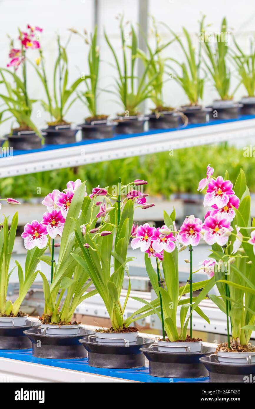 Distribution of blooming orchids on a conveyor belt in a Dutch ...