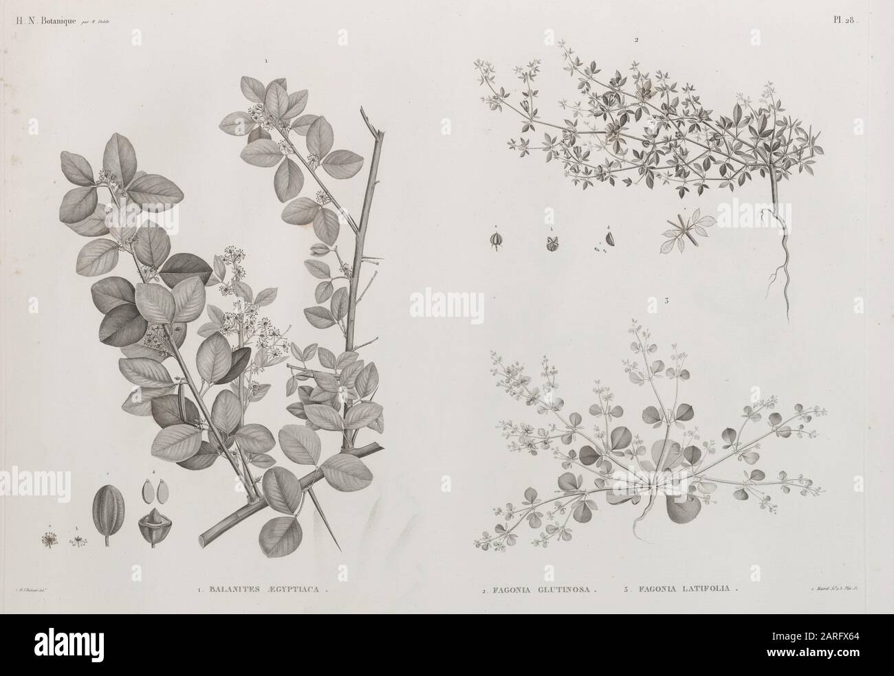 Balanites aegyptiaca hi-res stock photography and images - Alamy