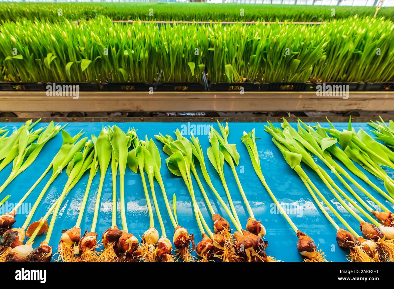 Tulip bulb production hi-res stock photography and images - Alamy