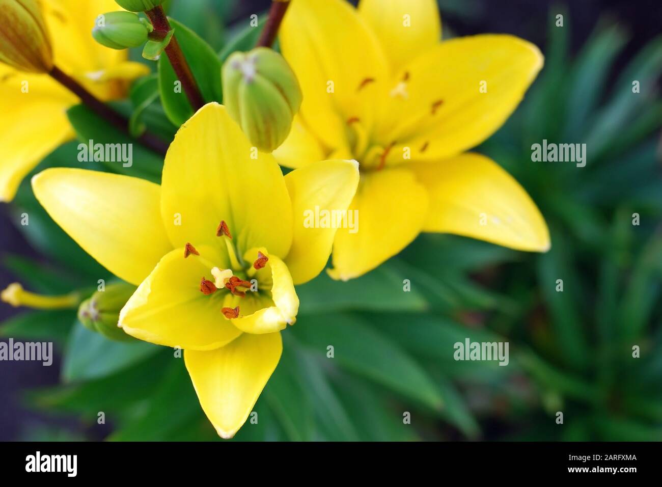Garden lilies hi-res stock photography and images - Alamy
