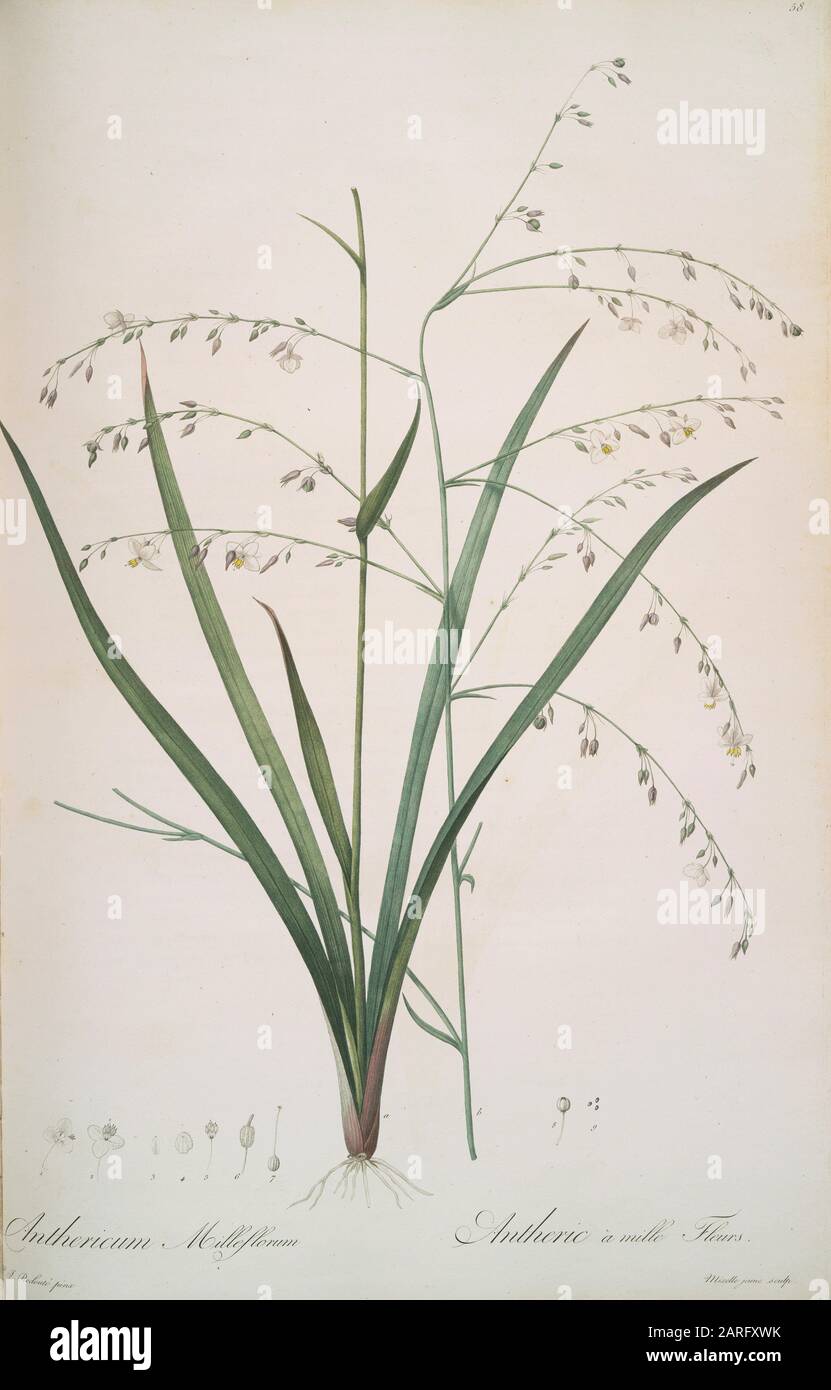 Milleflorum hi-res stock photography and images - Alamy