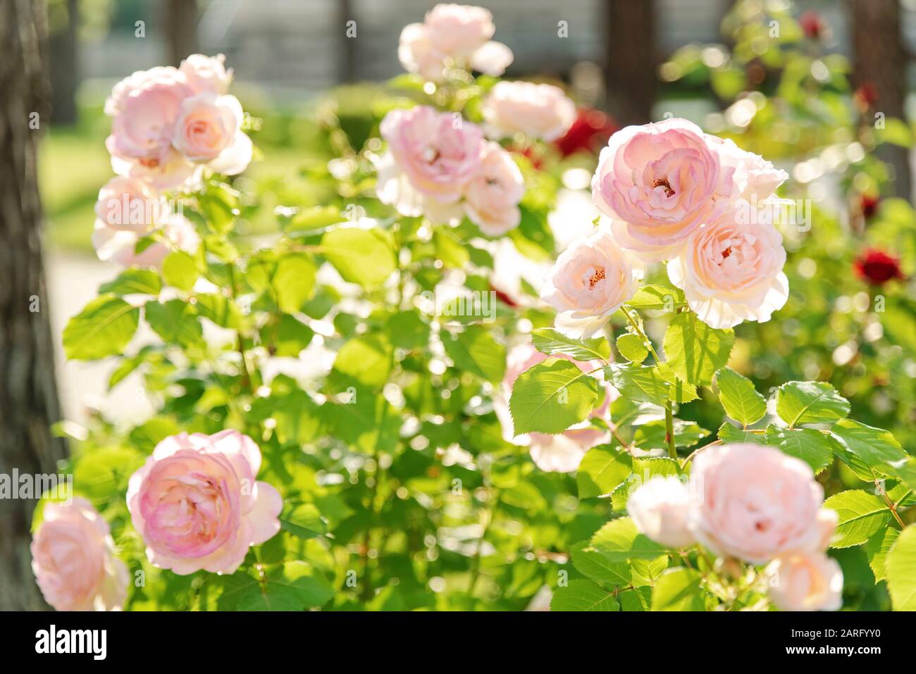 The blossoming garden of roses. Natural flowers in the garden ...