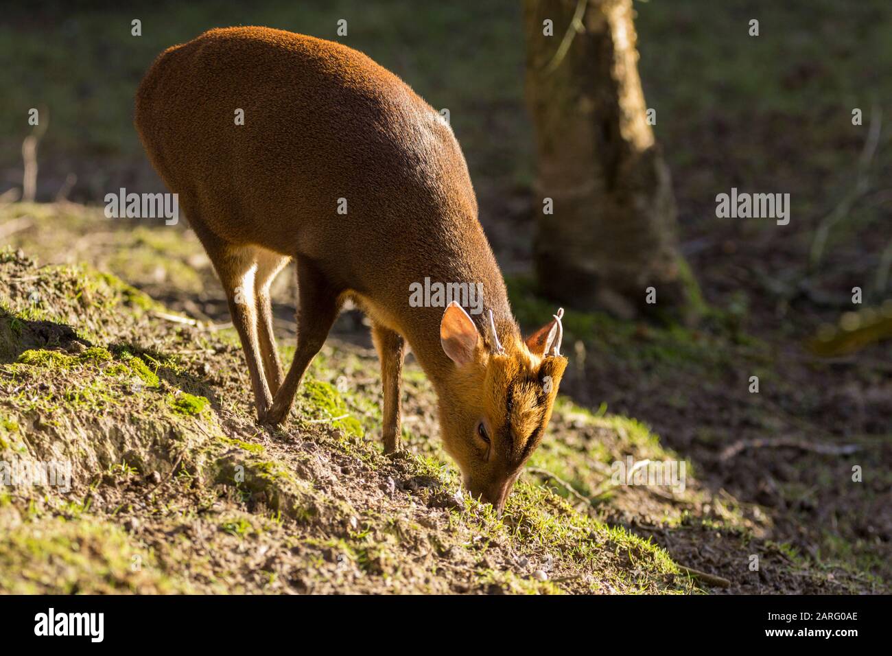 Muntjac deer Muntiacus reevesi smallest British deer. Male has small ...
