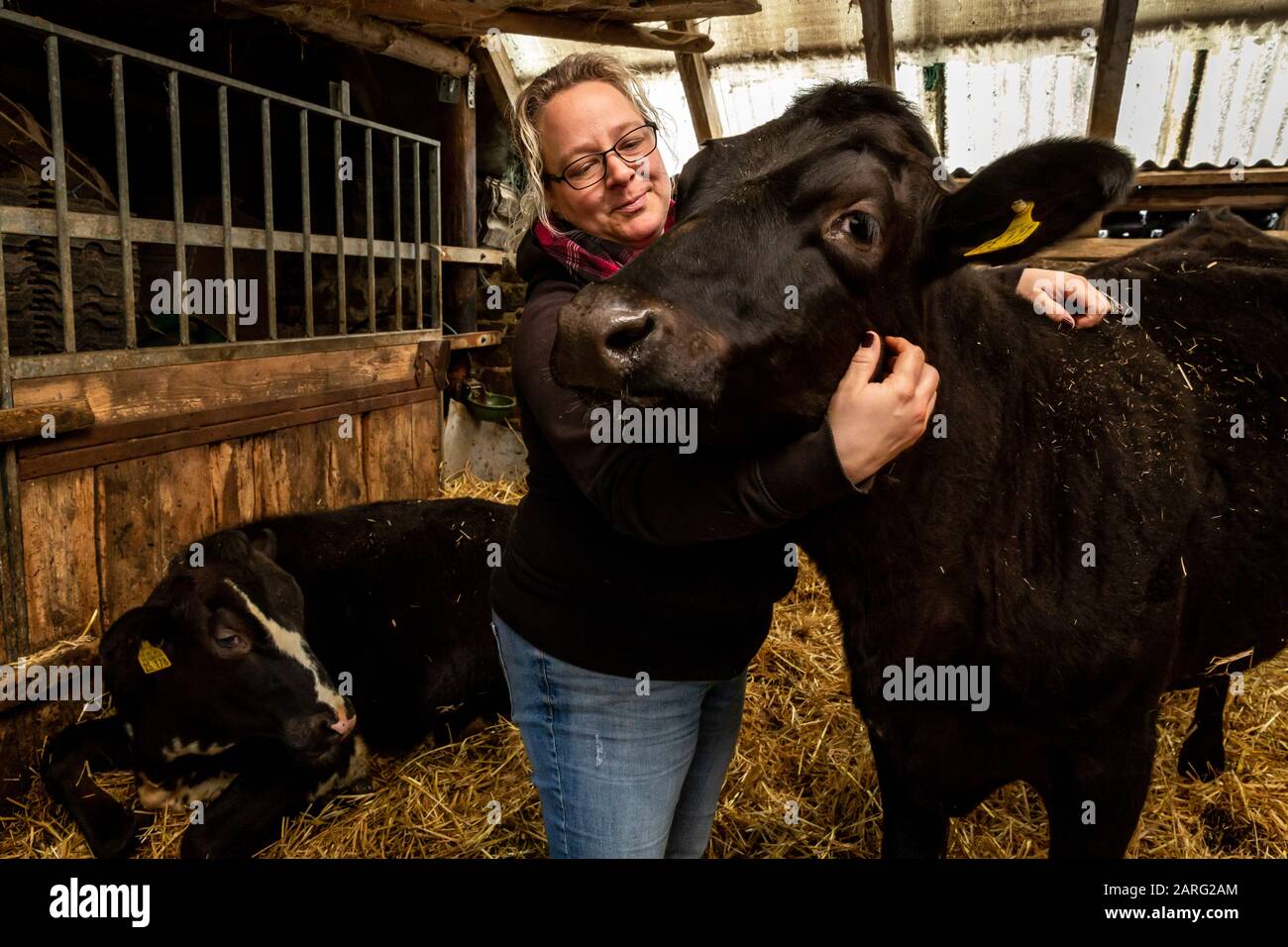 Sissy cow cuddle hi-res stock photography and images - Alamy