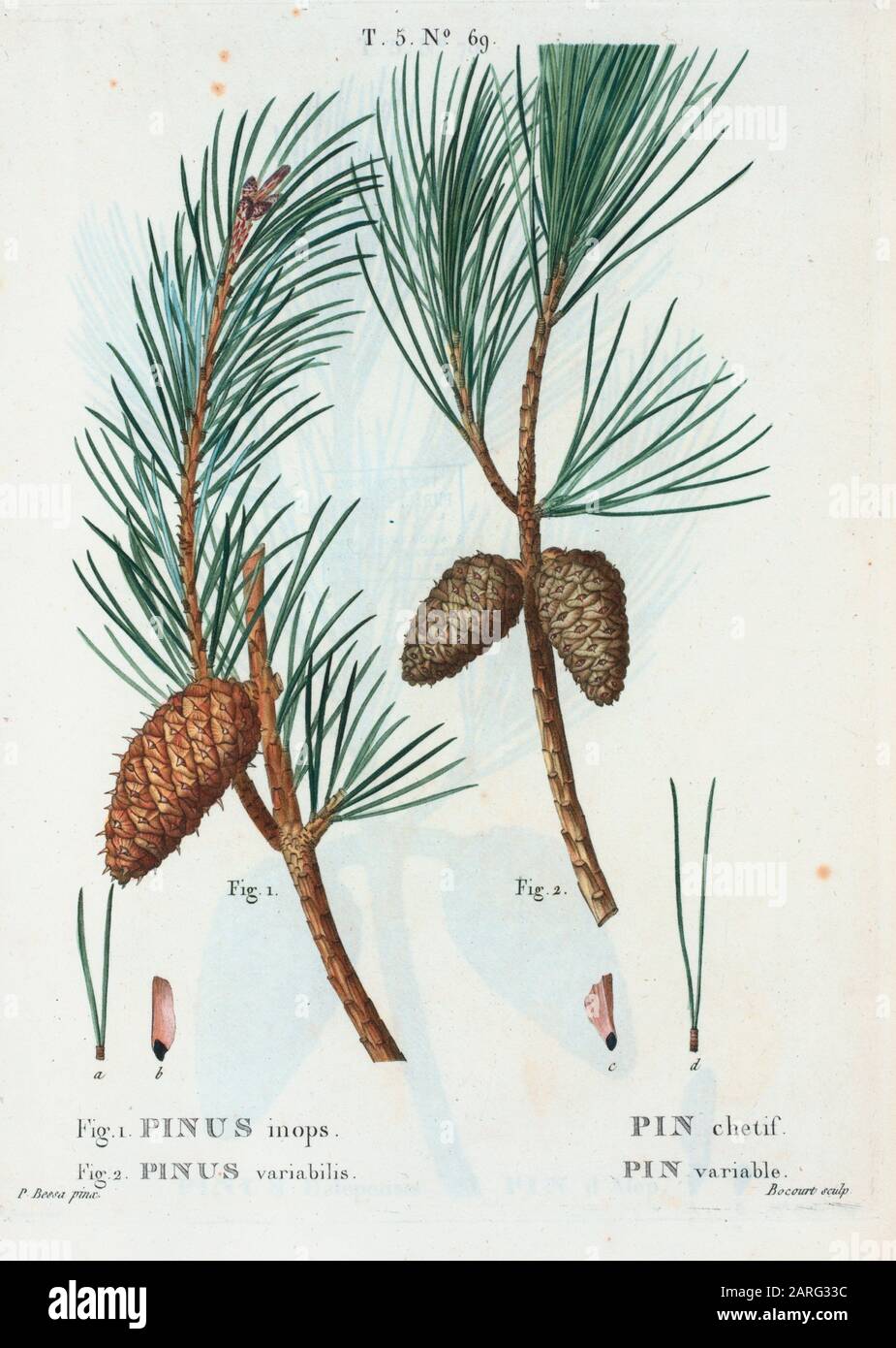 Arbres pin hi-res stock photography and images - Alamy