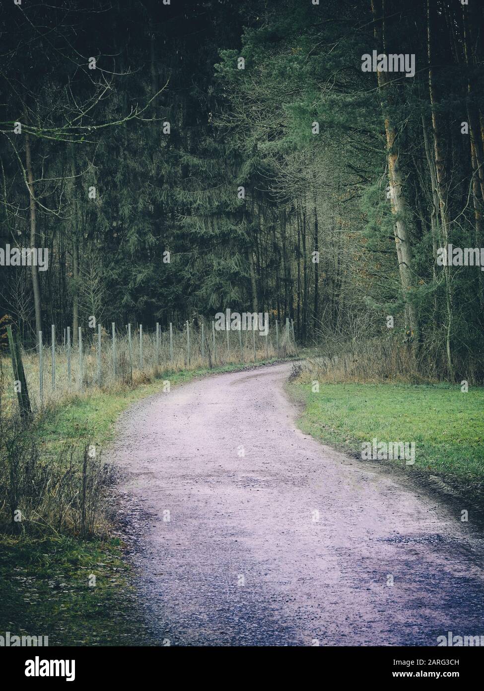 Path into forest Stock Photo - Alamy