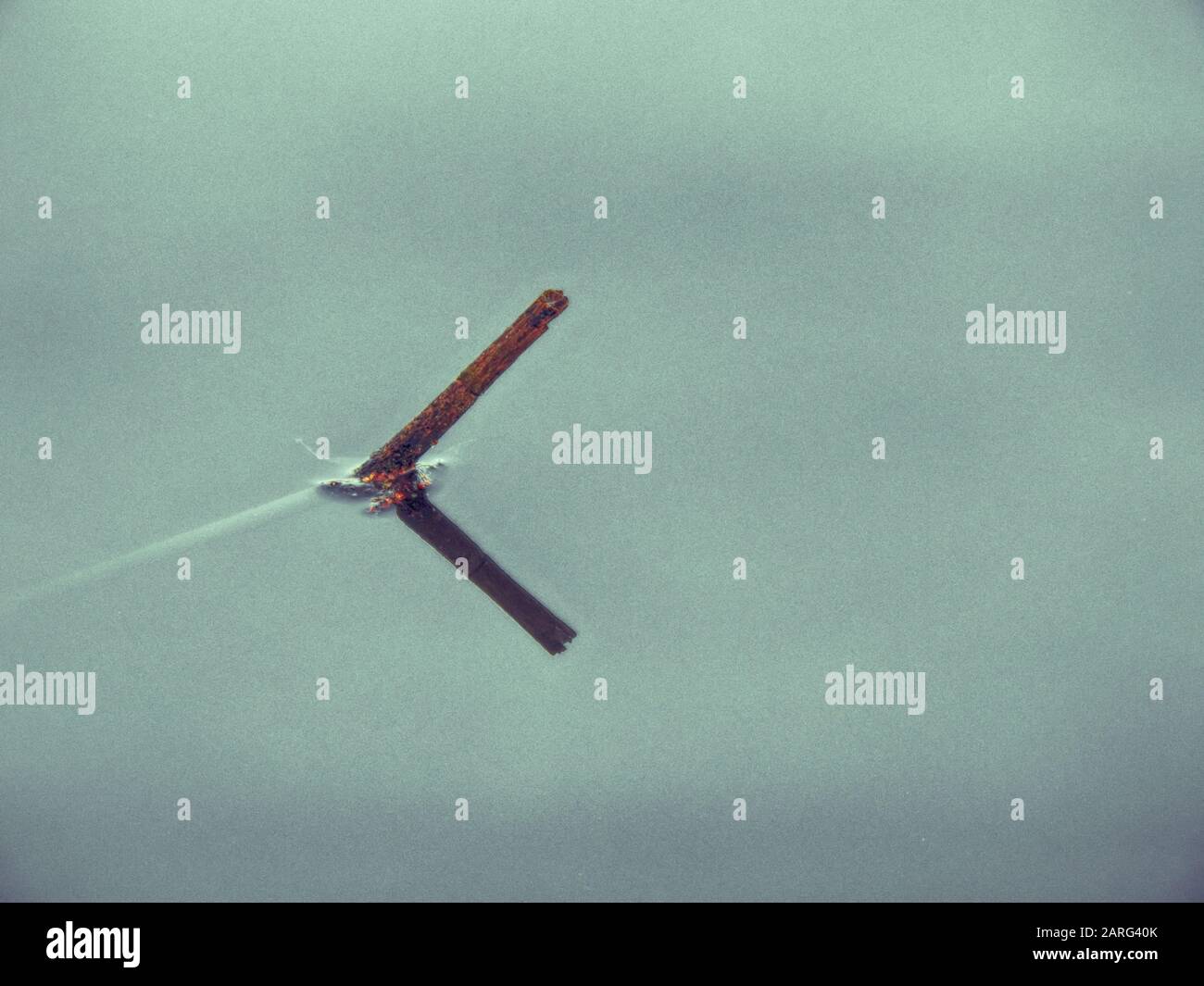 Tree branch is showing out of the water Stock Photo - Alamy