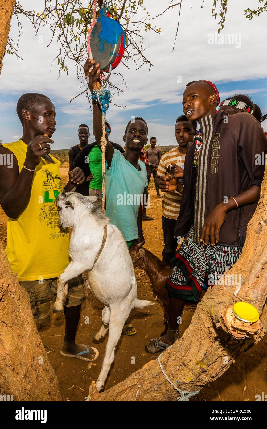 Goats At African Market High Resolution Stock Photography and Images ...