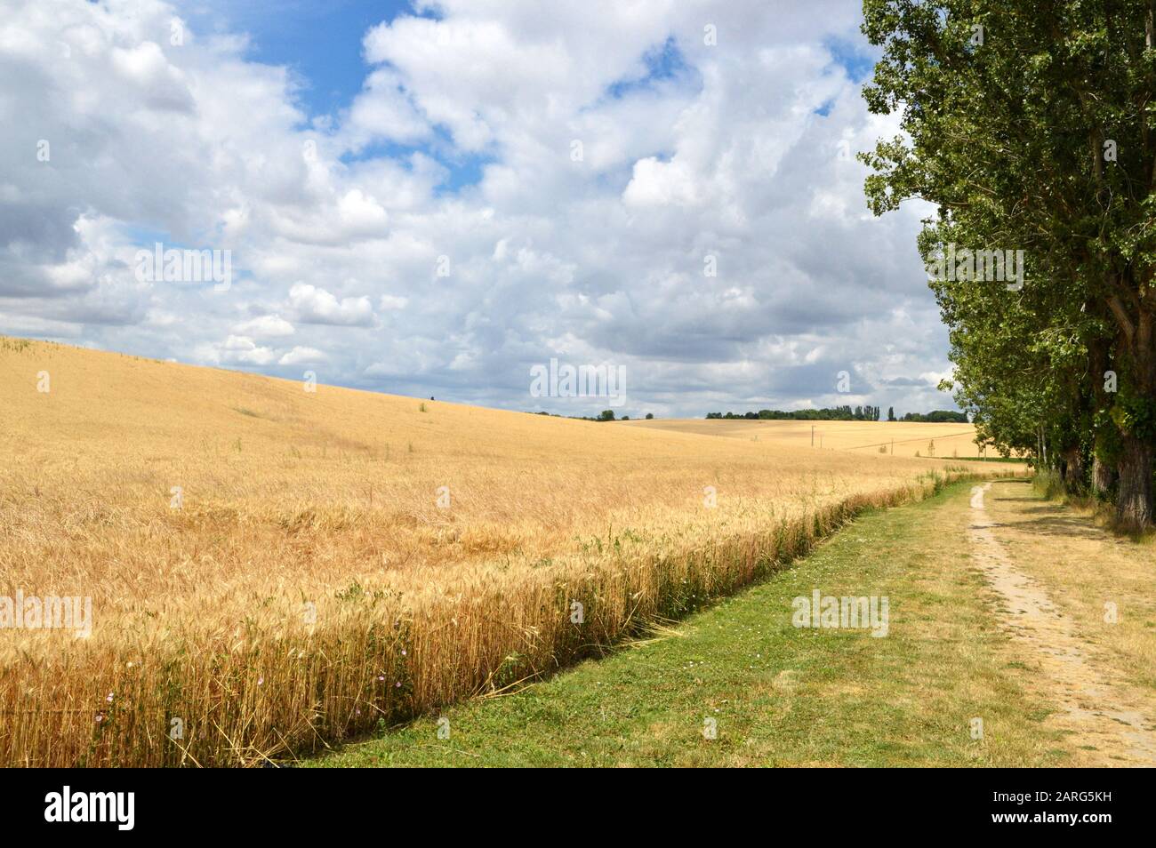 landscape with wheat field Stock Photo - Alamy