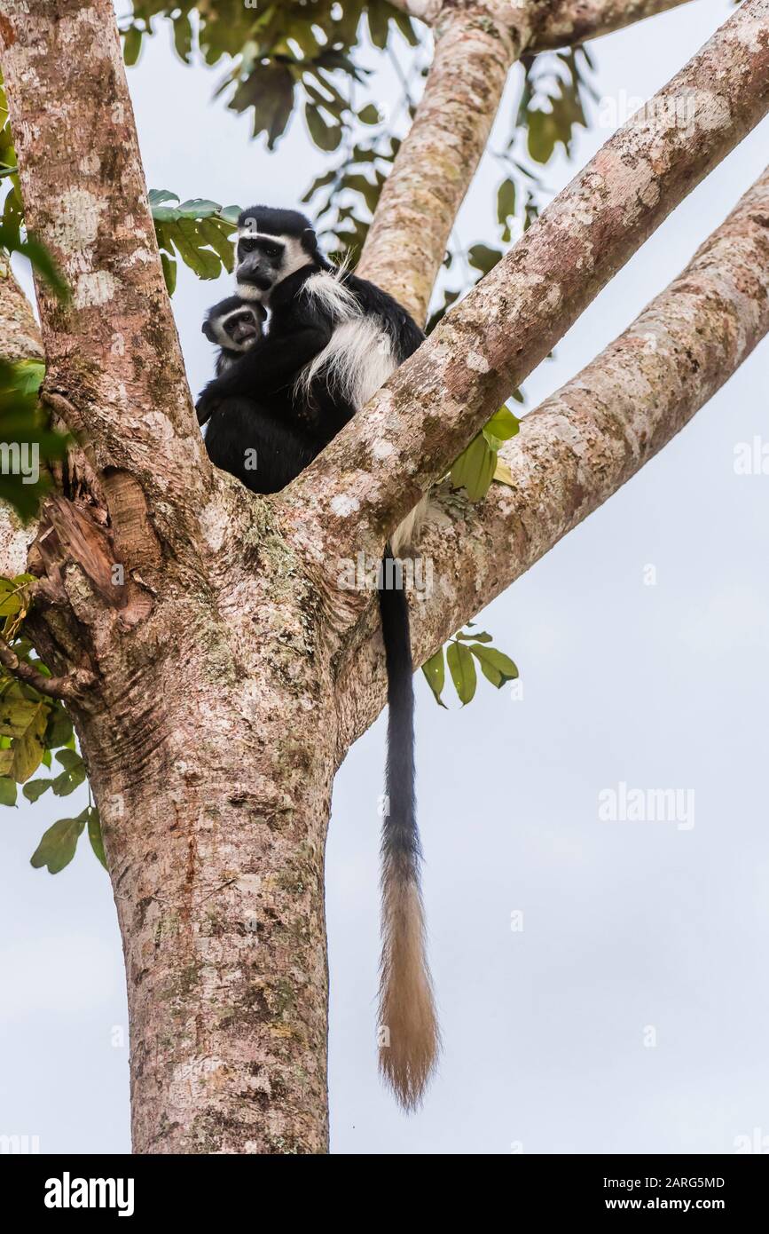 Colobus Monkey High Resolution Stock Photography and Images - Alamy