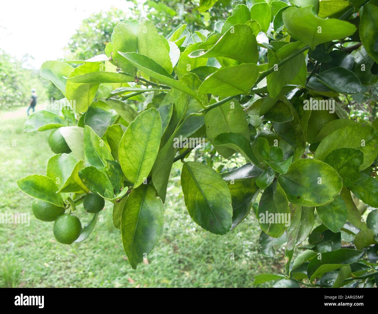 Citrus leaf disease hi-res stock photography and images - Alamy