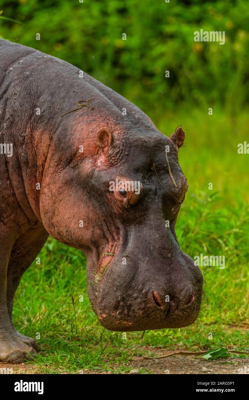 Queen Elizabeth National Park Wildlife High Resolution Stock ...