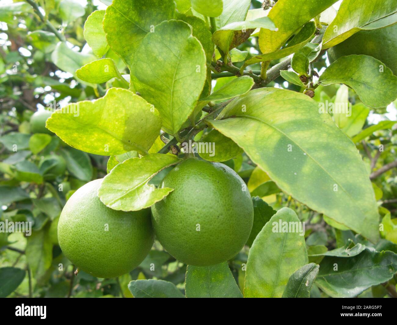 Citrus leaf disease hi-res stock photography and images - Alamy