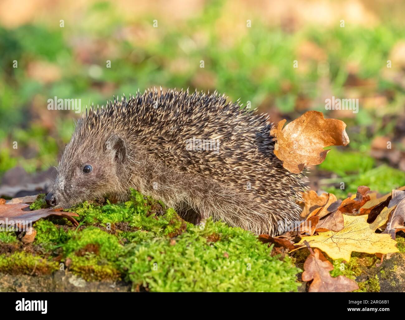 Native woodland species hi-res stock photography and images - Alamy