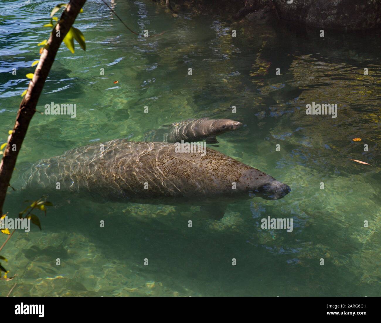 Manatee florida river hi-res stock photography and images - Alamy