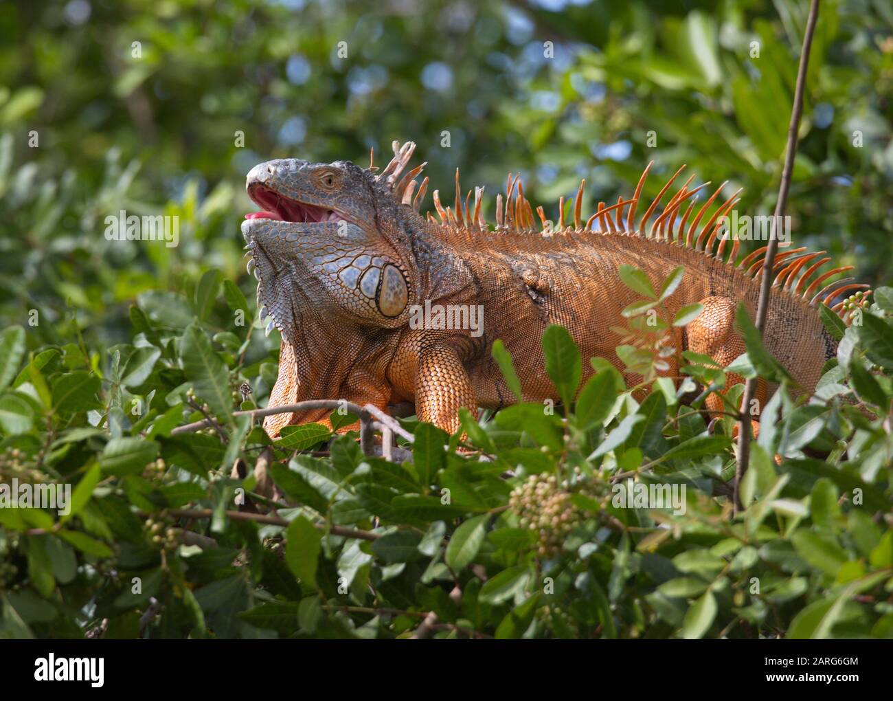 Florida iguana hi-res stock photography and images - Alamy