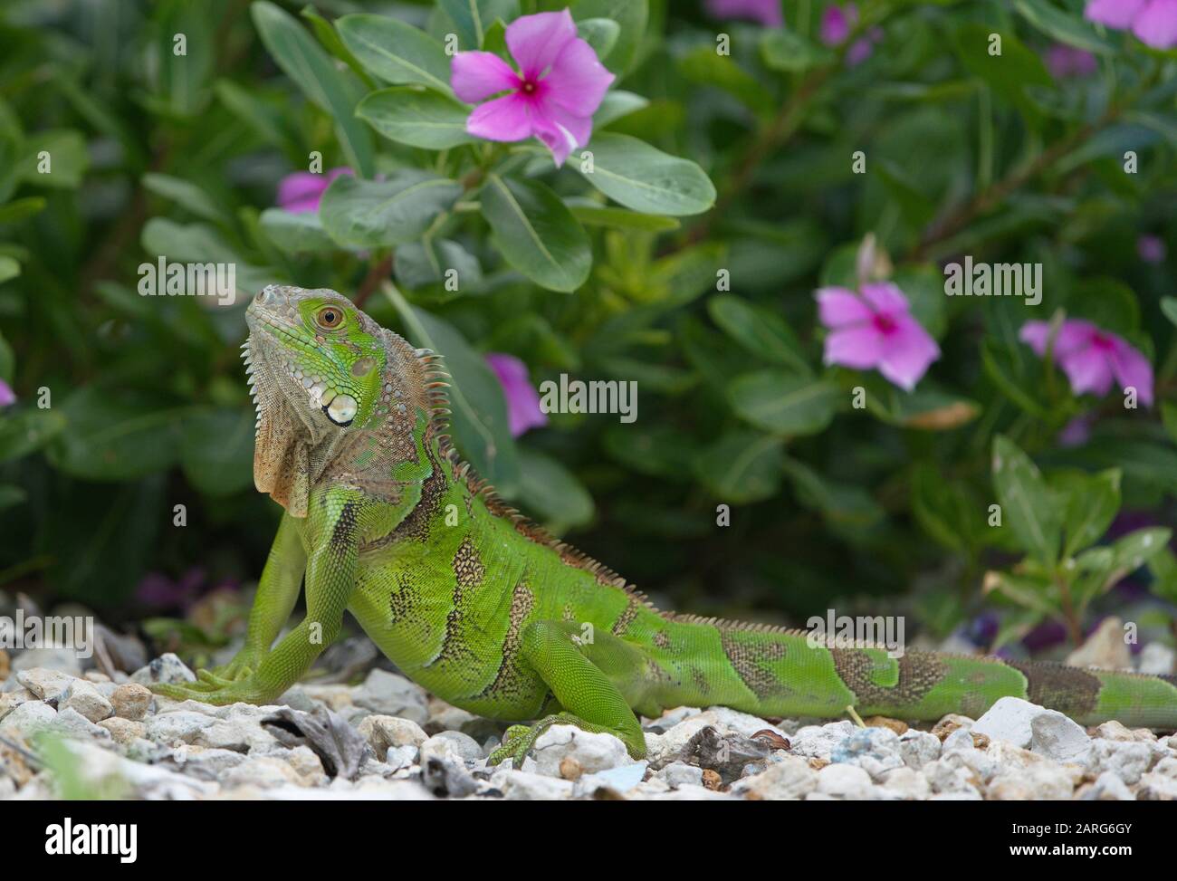 Key west iguana hi-res stock photography and images - Alamy