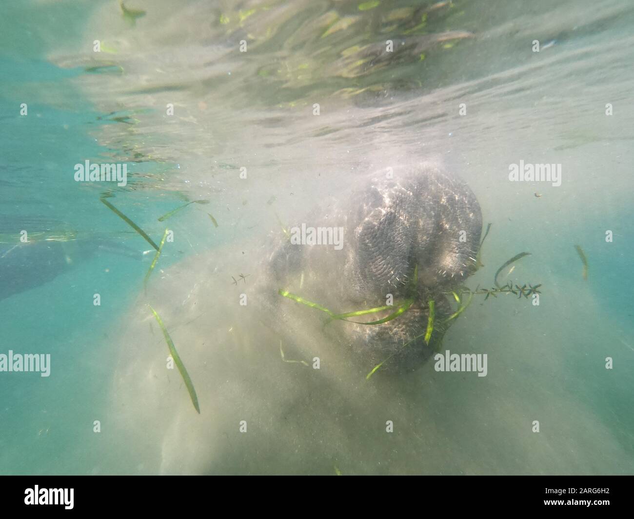 Manatee river water hi-res stock photography and images - Alamy