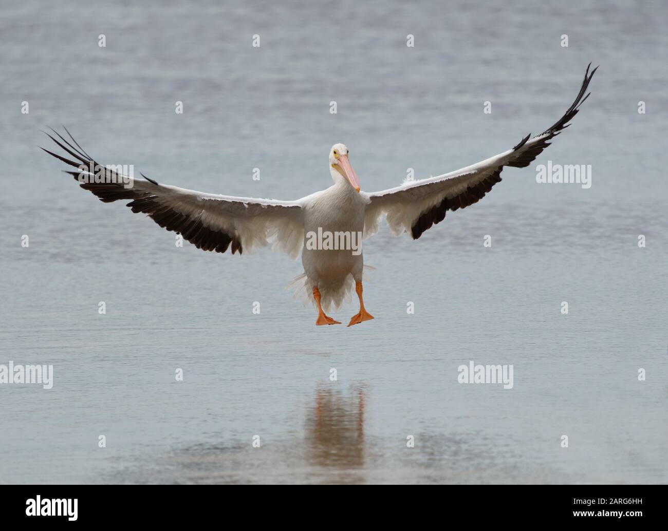 Animal ding hi-res stock photography and images - Alamy