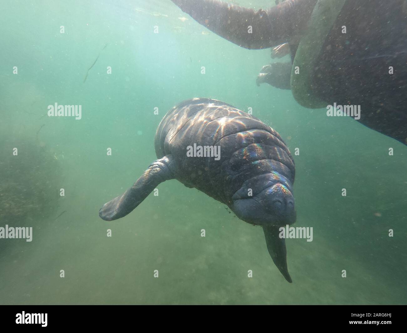 Manatee florida crystal river hi-res stock photography and images - Alamy