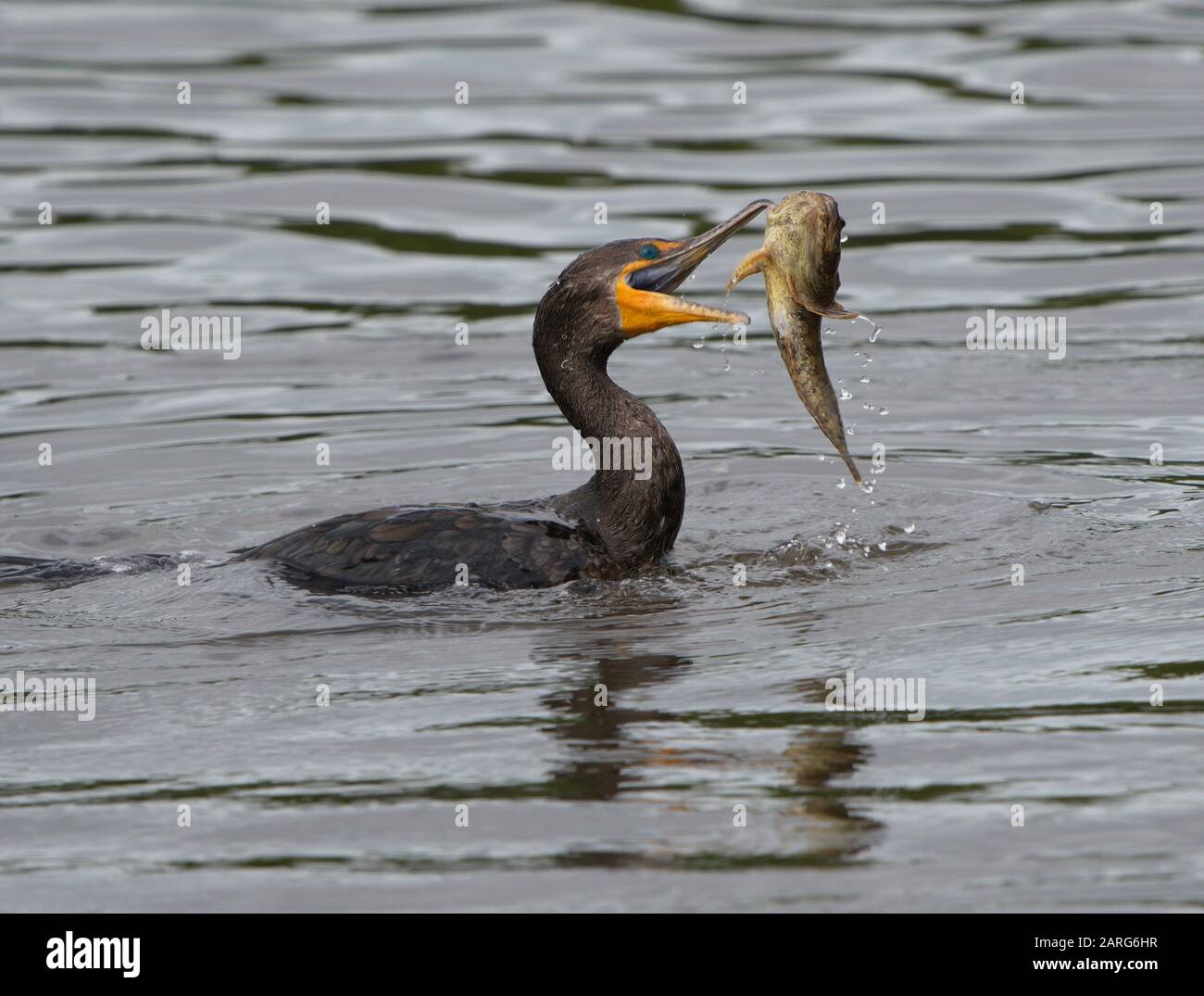 Double crested cormorant hi-res stock photography and images - Alamy