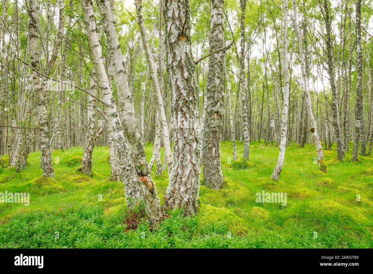 Carrbridge hi-res stock photography and images - Alamy