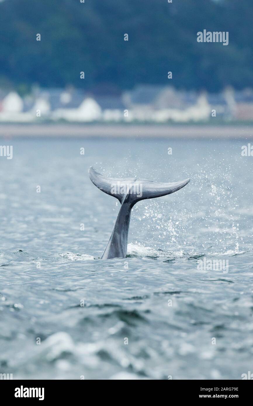Dolphin british isles hi-res stock photography and images - Alamy
