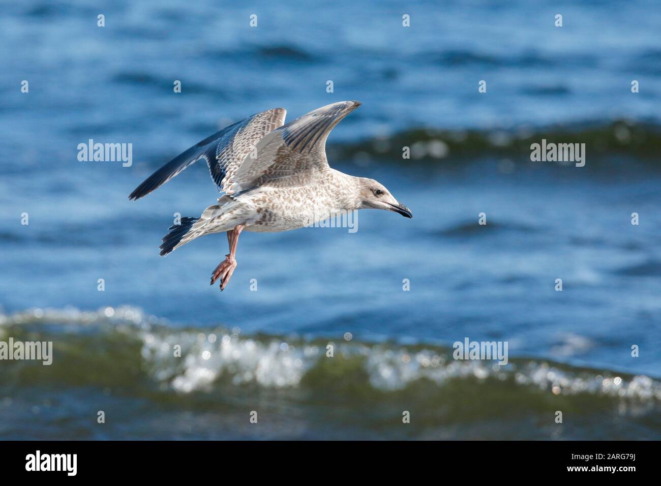 British sea gull hi-res stock photography and images - Alamy