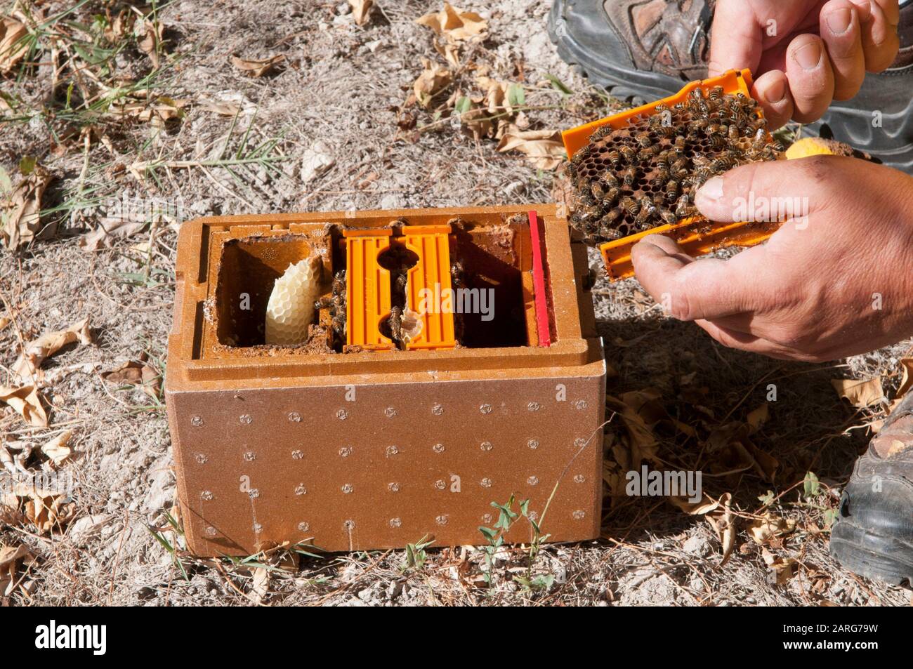 Queen cage hi-res stock photography and images - Alamy