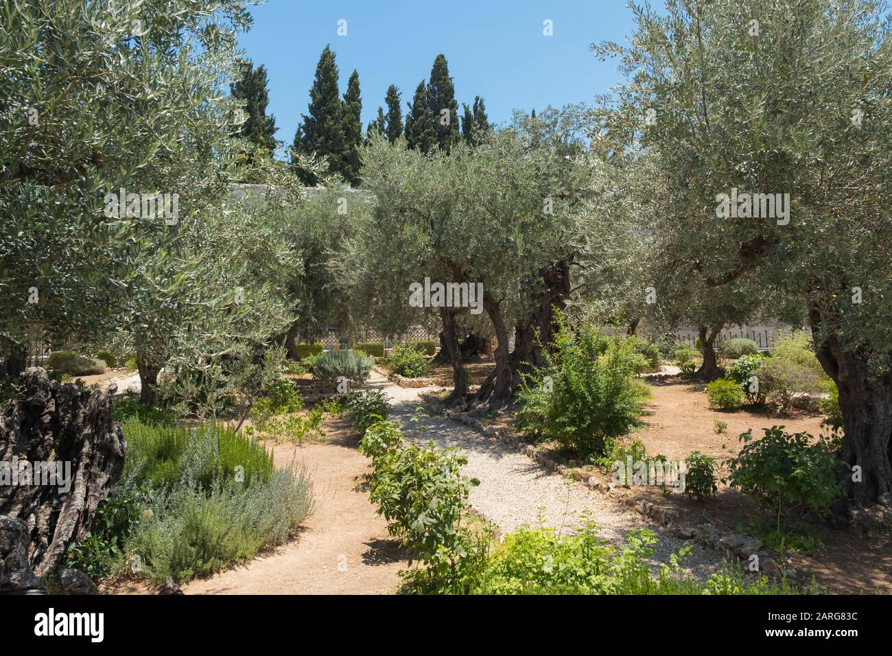 Garden of Gethsemane, Mount of Olives, Jerusalem, Israel Stock Photo ...