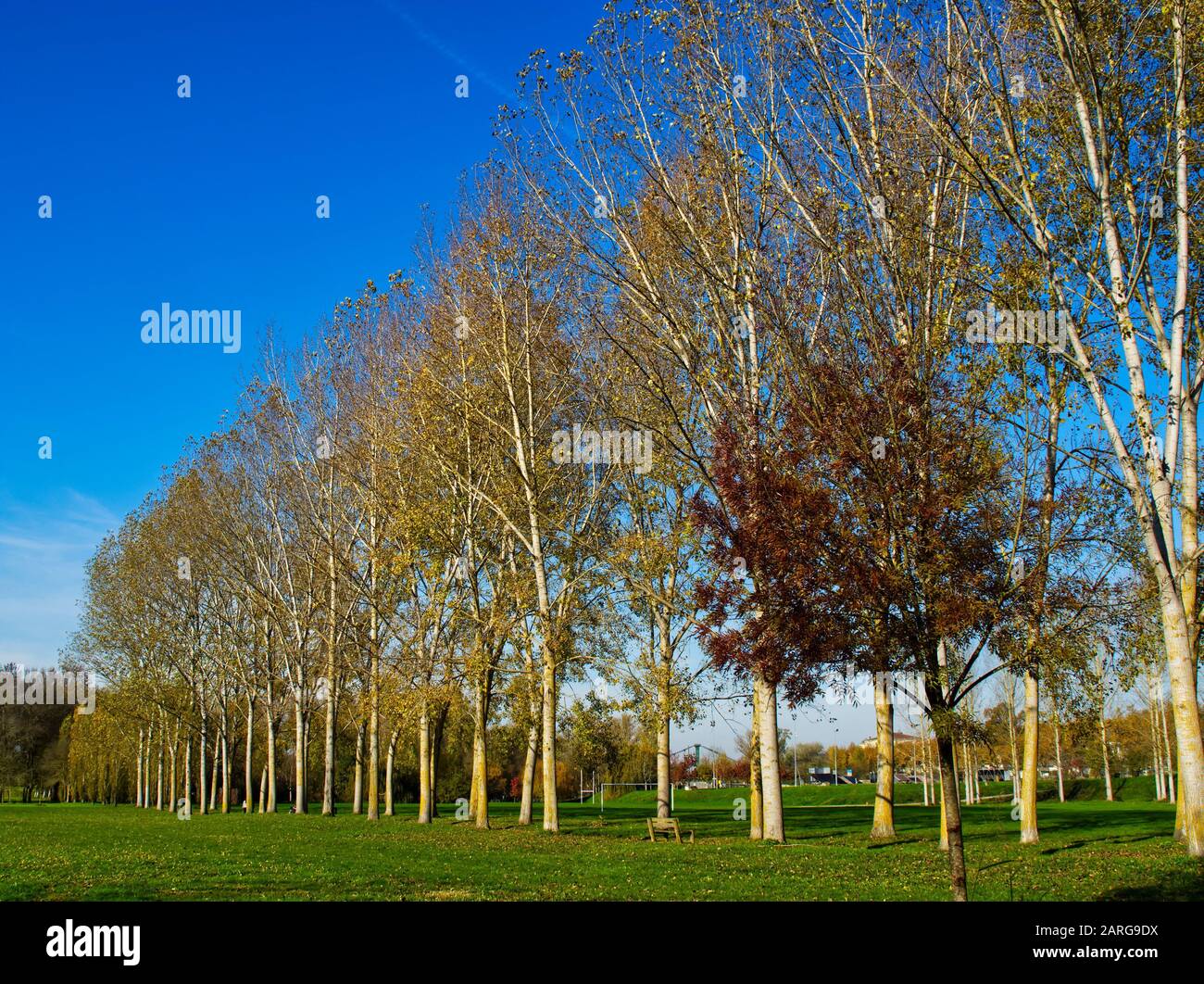 Poplar Trees And France High Resolution Stock Photography and Images ...