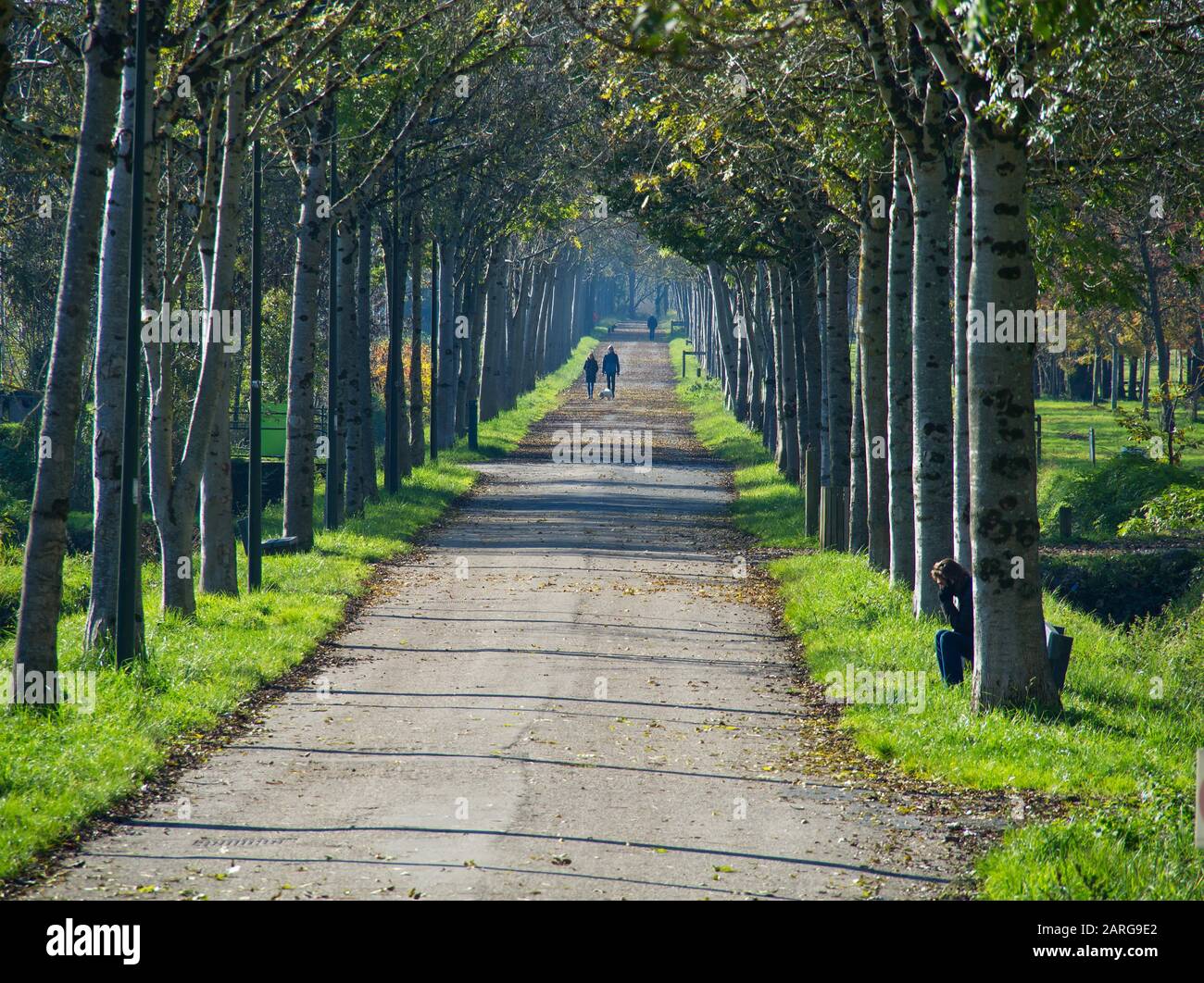 path between rows of plane, Platanus, trees, Marmande, Lot-et-Garonne ...