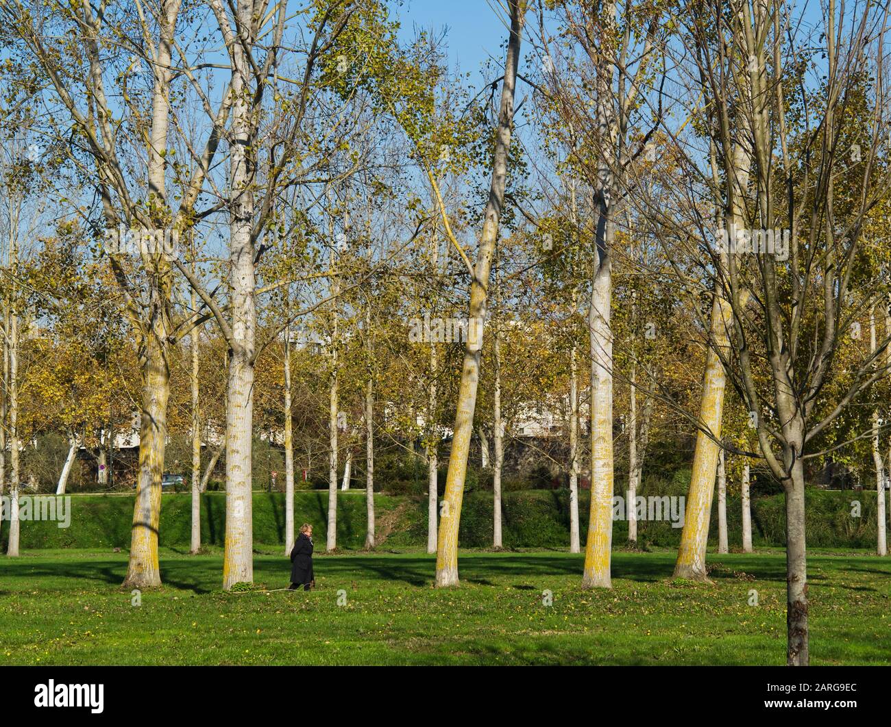 Poplar Trees And France High Resolution Stock Photography and Images ...