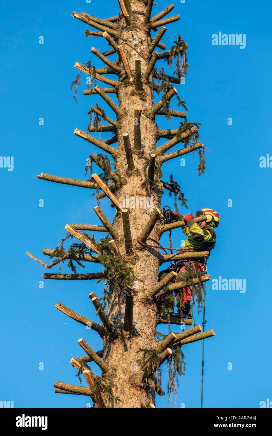 umberjack cutting spruce tree with the aid of a crane Stock Photo - Alamy