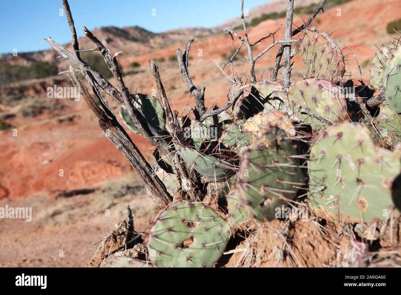Cactus, Desert, Route 66, America Stock Photo - Alamy