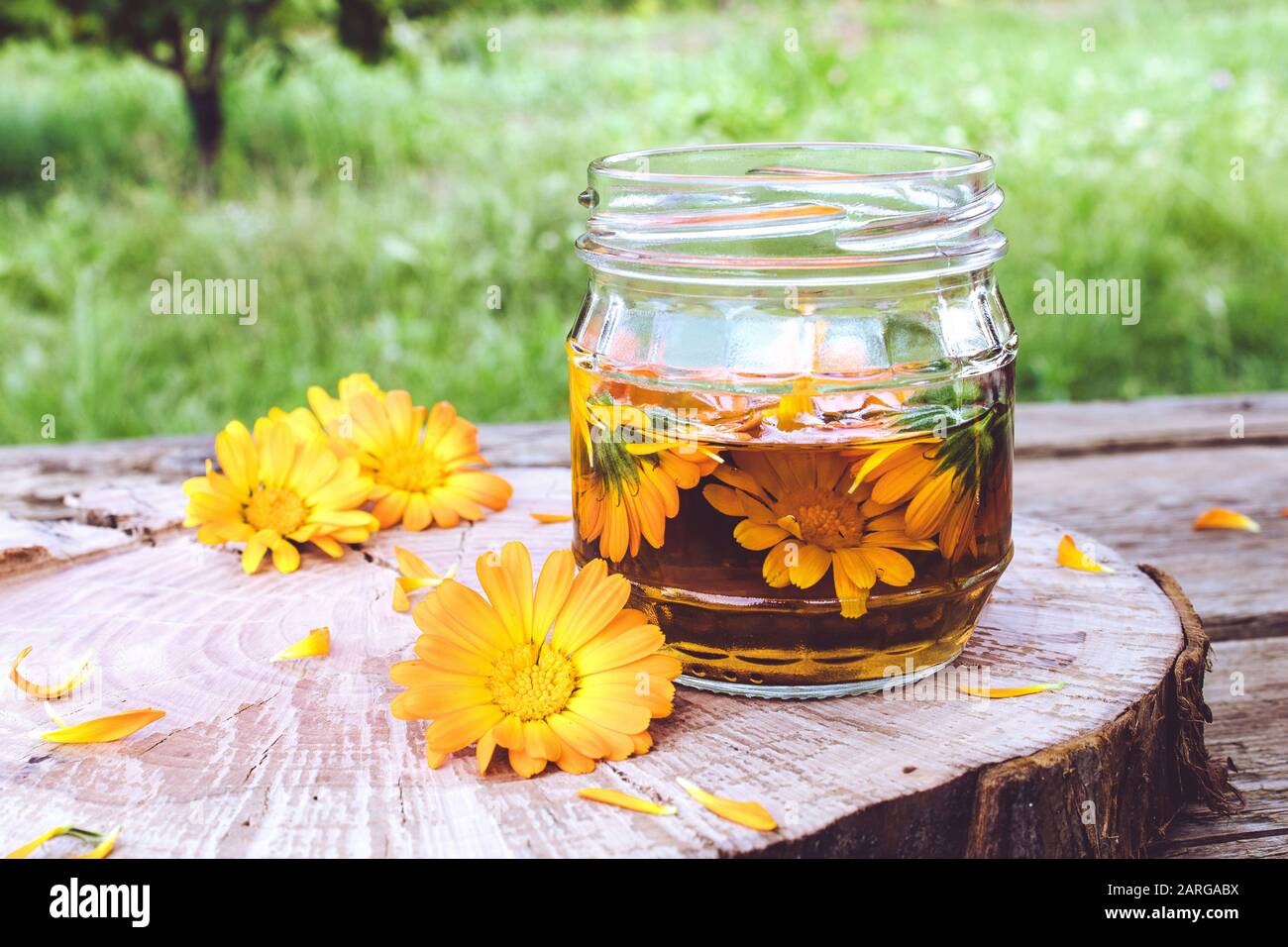 Tincture extract of calendula with fresh flowers in a glass can on a ...