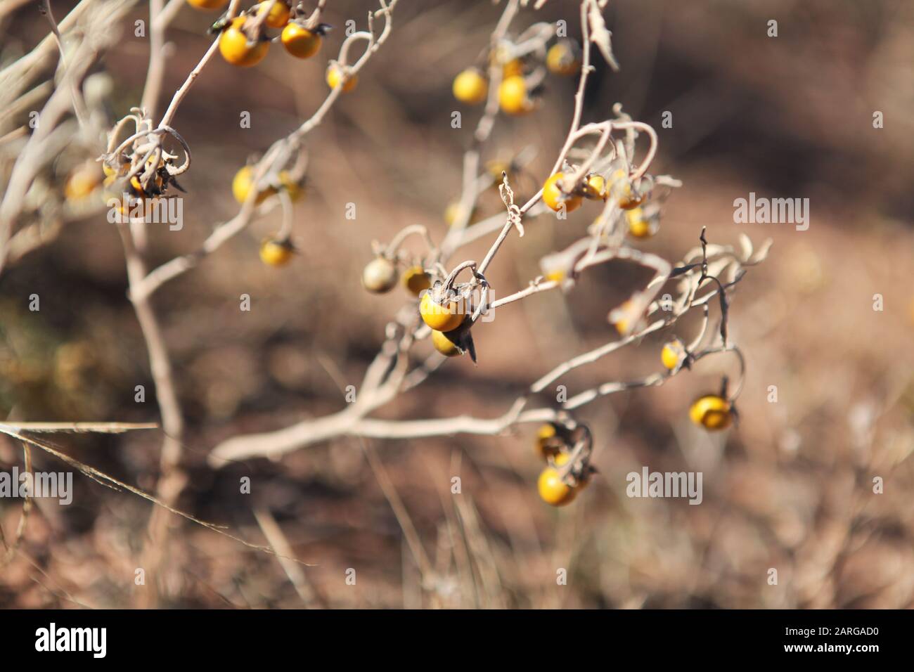 yellow berries, arid desert, Route 66, America Stock Photo - Alamy