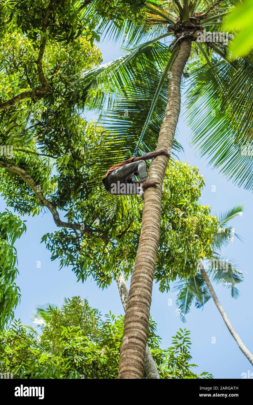 Coconut tree uses hi-res stock photography and images - Alamy