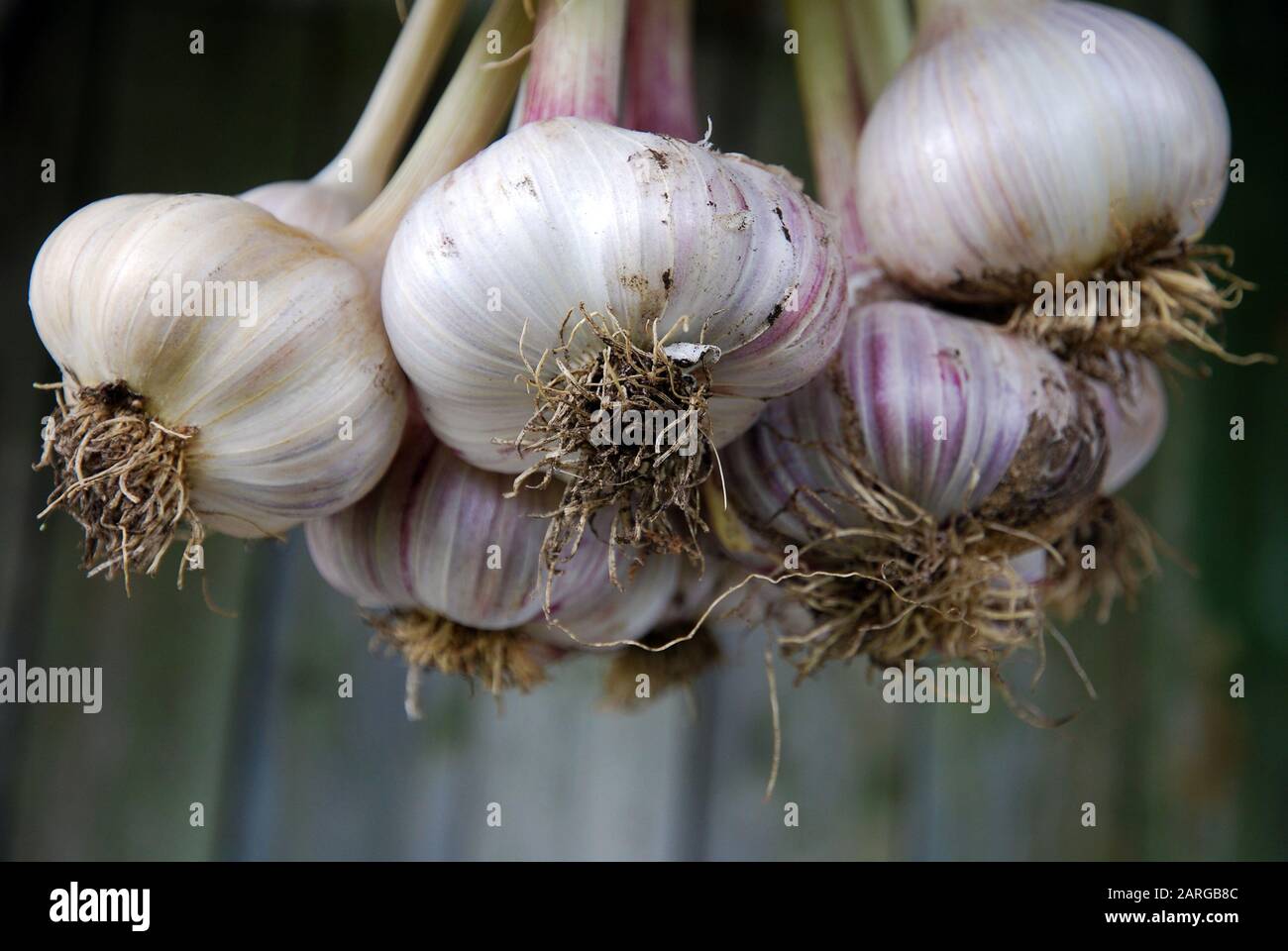Garlic harvesting hi-res stock photography and images - Alamy