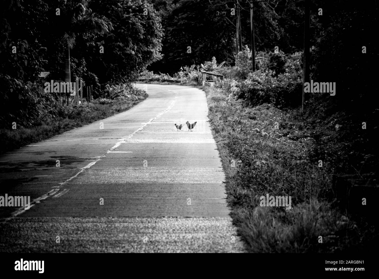 Chicken Crossing The Road High Resolution Stock Photography and Images ...