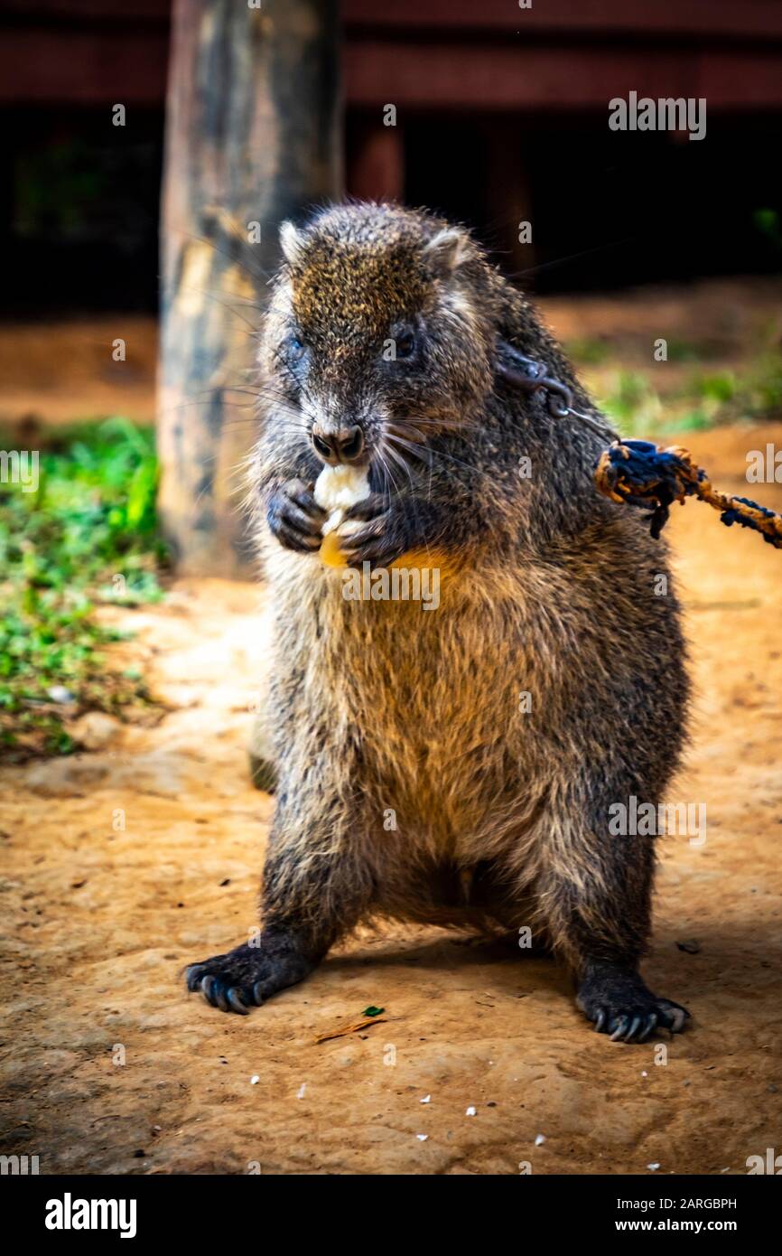 Caribbean rodent hi-res stock photography and images - Alamy