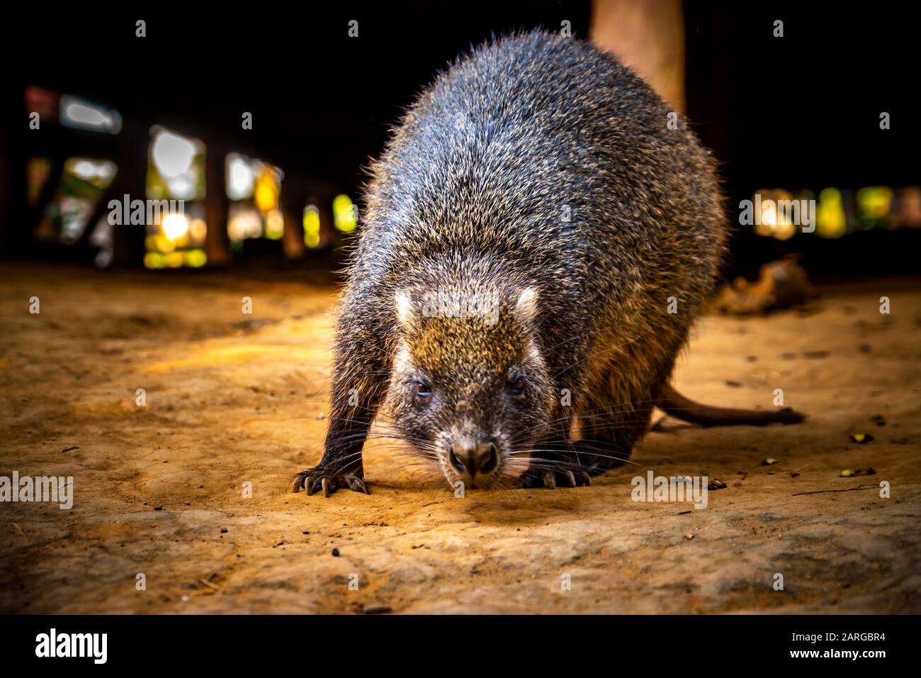 Caribbean rodent hi-res stock photography and images - Alamy