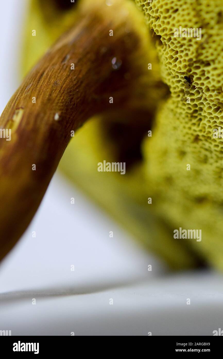 close up of the mushroom bottom with lamellar and stalk Stock Photo - Alamy