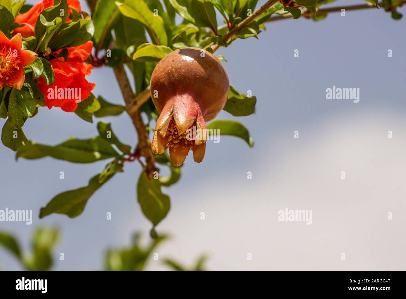 Growing Pomegranate Tree High Resolution Stock Photography and Images ...