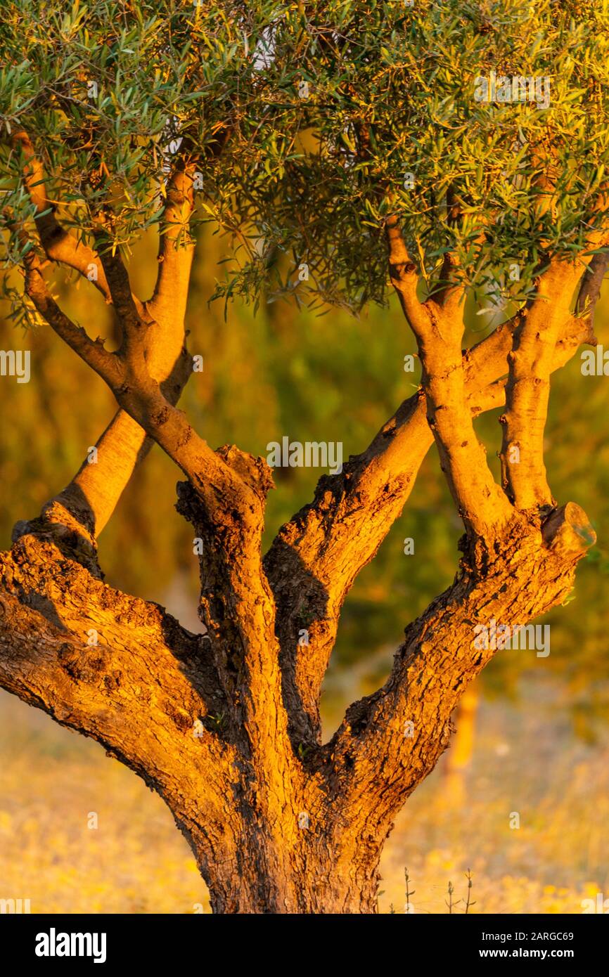 Olive tree trunk hi-res stock photography and images - Alamy